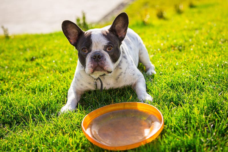 French Bulldog Playing with Flying Disc in Sunny Garden Stock Photo ...