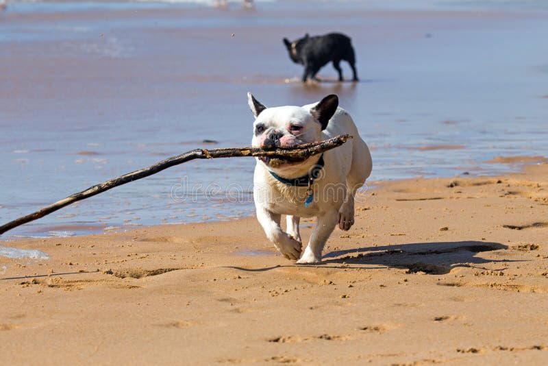 French Bulldog Playing with a Stick Stock Image - Image of bulldog ...