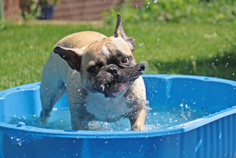 Bulldog in His Pool with Floaties on Stock Photo - Image of bully, bull ...