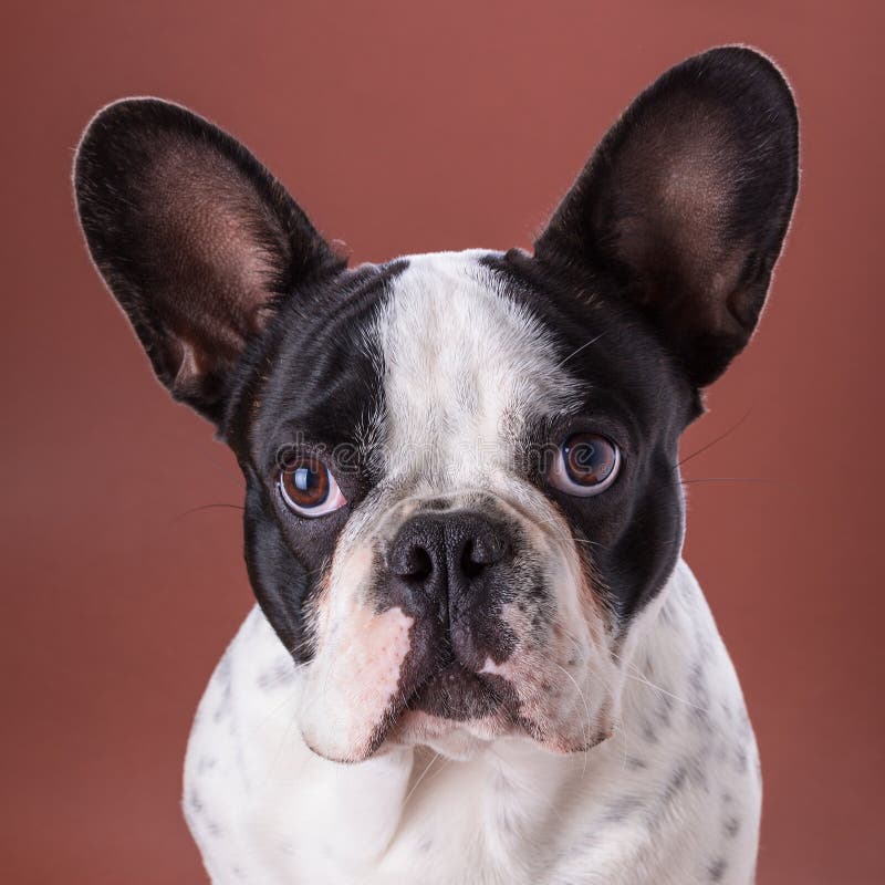 Portrait of French Bulldog Puppy Stock Image - Image of bulldog ...