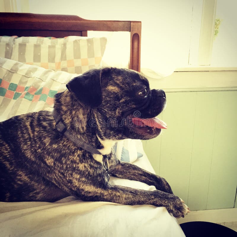 French Bulldog Pug Mix on Bed Editorial Photo - Image of bedroom, bull ...