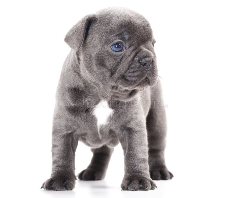 French bulldog puppy stock photo. Image of frenchie, purebred - 20653268
