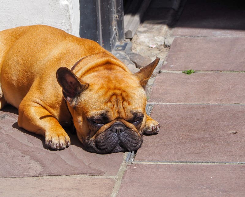 French Bulldog Resting on the Doorstep of His House Stock Image - Image ...