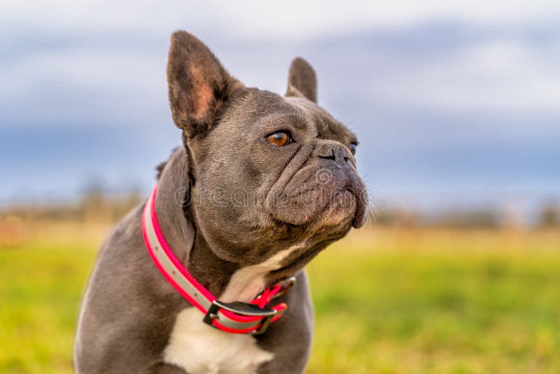 French Bulldog on the Grass on a Farm Stock Photo - Image of wasim ...