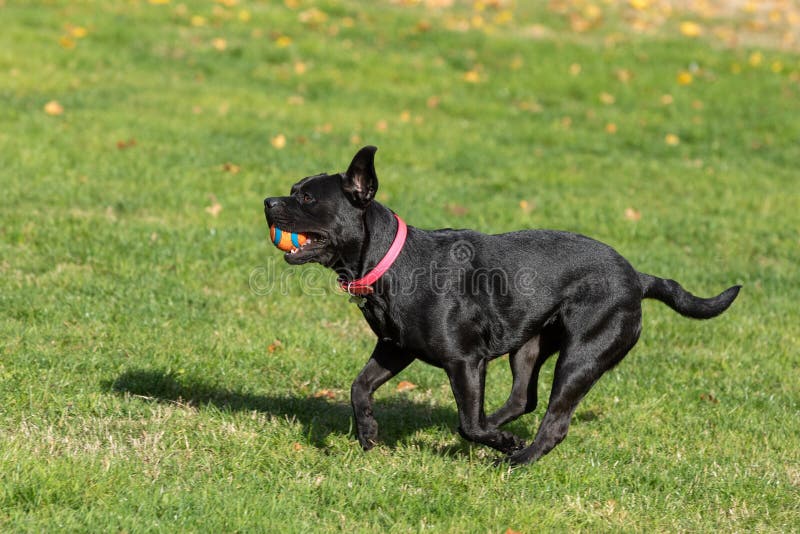 French Bulldog Running and Jumping on the Lawn Stock Image - Image of ...