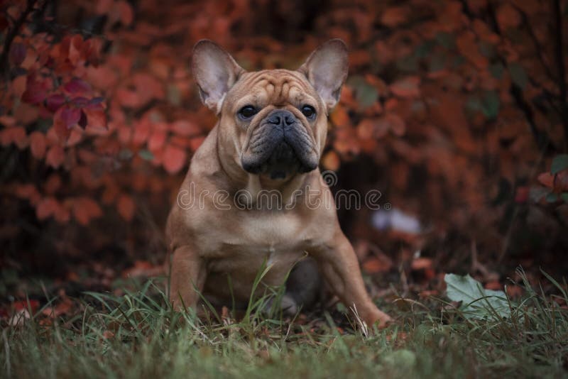 French Bulldog Sits by the Autumn Bush Stock Photo - Image of ears ...