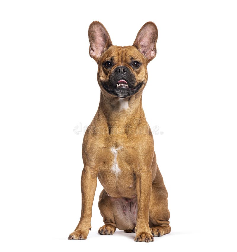 French Bulldog Sitting and Looking at Camera, Isolated on White Stock ...