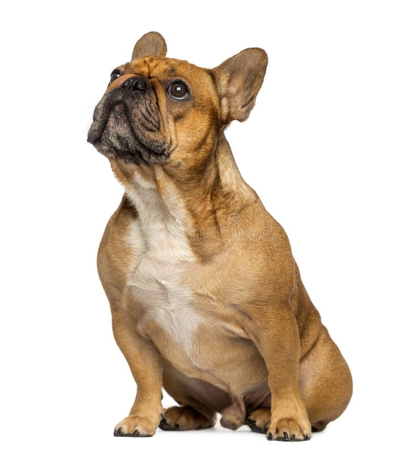 French Bulldog Sitting, Looking Up, Isolated Stock Image - Image of ...