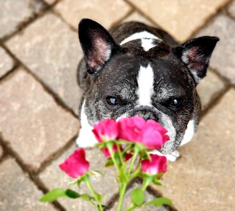 French Bulldog Smells Flower Stock Image - Image of retriever, breed ...