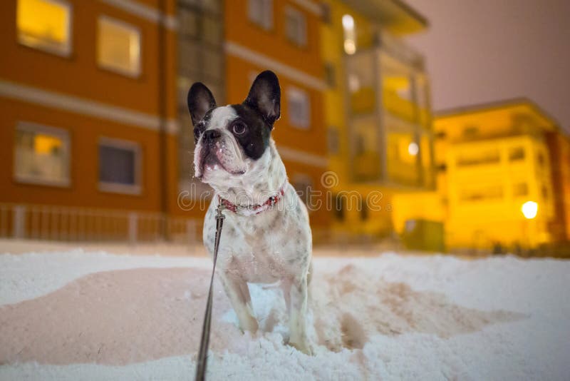 French Bulldog in Snowy Winter Stock Image - Image of adorable ...