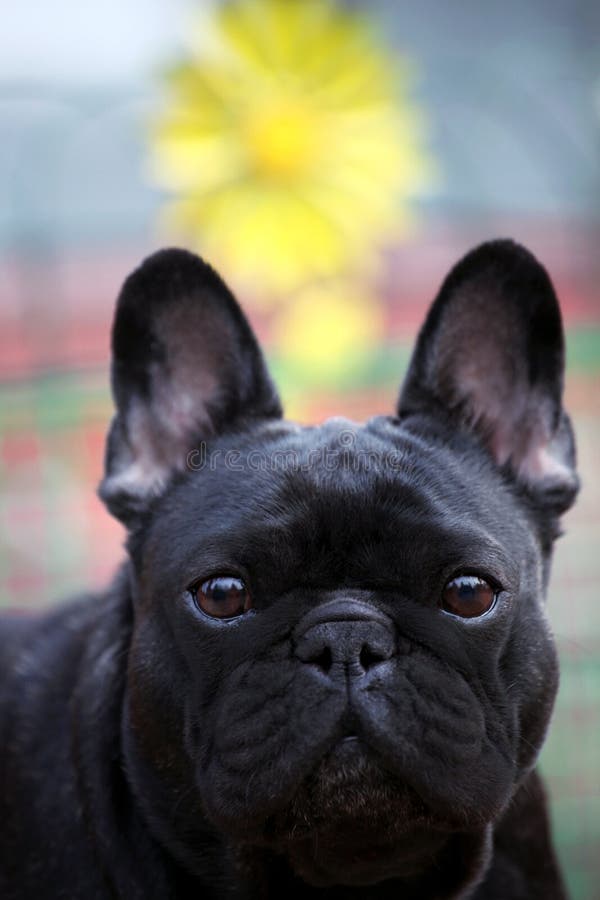 French Bulldog Spring Garden Day Light Stock Photo - Image of bulldog ...