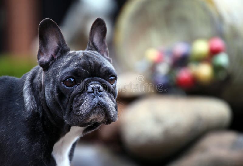 French Bulldog Spring Garden Day Light Stock Image - Image of breed ...
