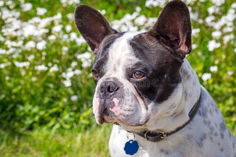 French Bulldog in the Spring Garden Stock Photo - Image of funny ...