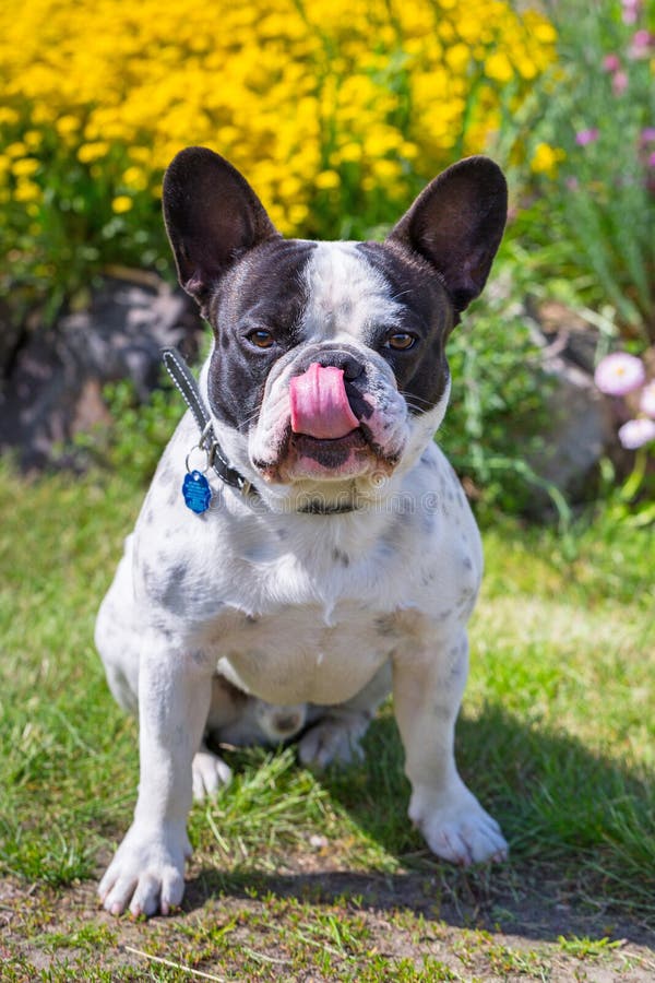 French Bulldog in the Spring Garden Stock Photo - Image of face, funny ...