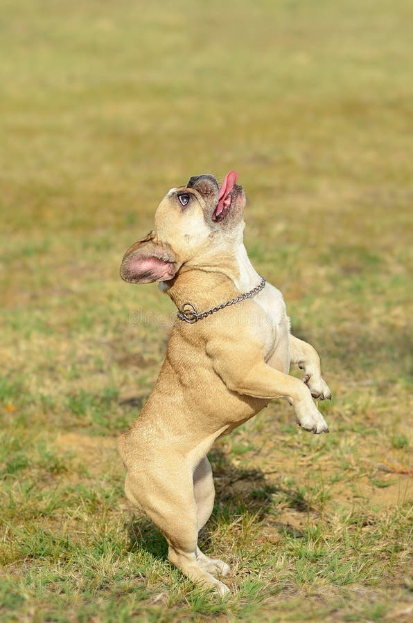 French Bulldog Stand in the Green Stock Image - Image of natural, grass ...