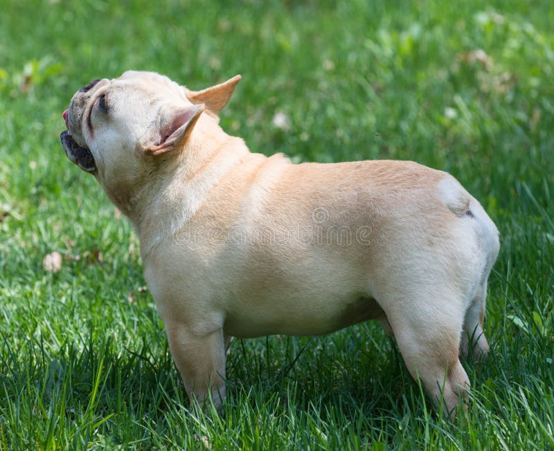French bulldog standing stock photo. Image of fawn, frenchie - 41071060