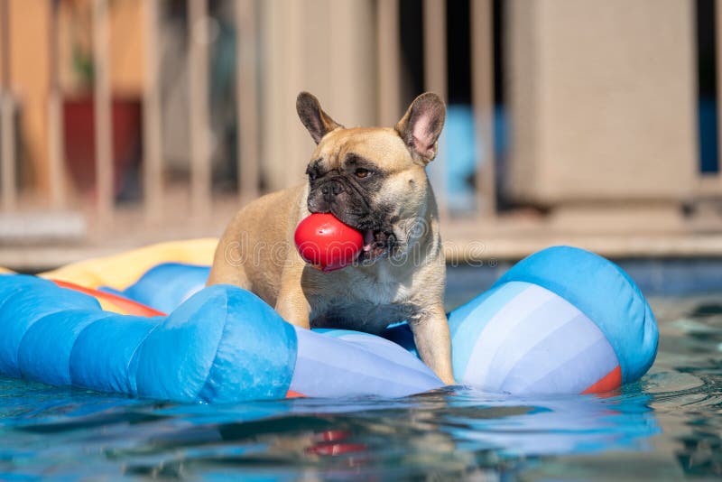 Bulldog in His Pool with Floaties on Stock Photo - Image of bully, bull ...