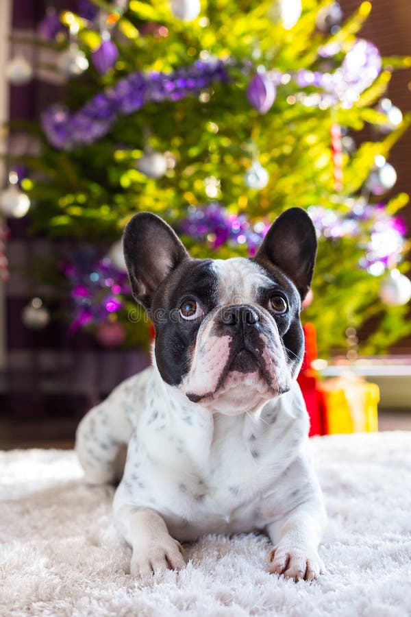 French Bulldog Under Christmas Tree Stock Image - Image of funny ...