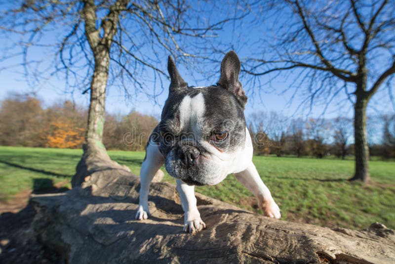French Bulldog into the Wild Stock Photo - Image of outdoor, grass ...