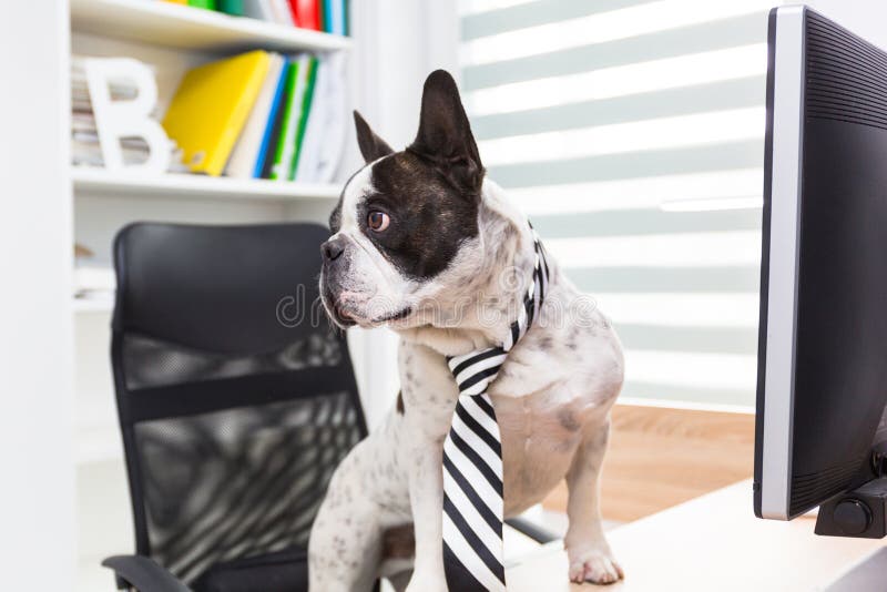 French Bulldog Works on Computer at the Office Stock Image - Image of ...