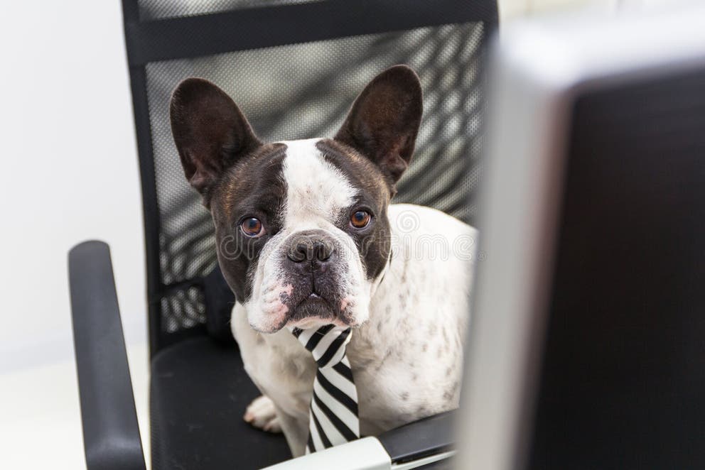 French Bulldog Works on Computer at the Office Stock Image - Image of ...