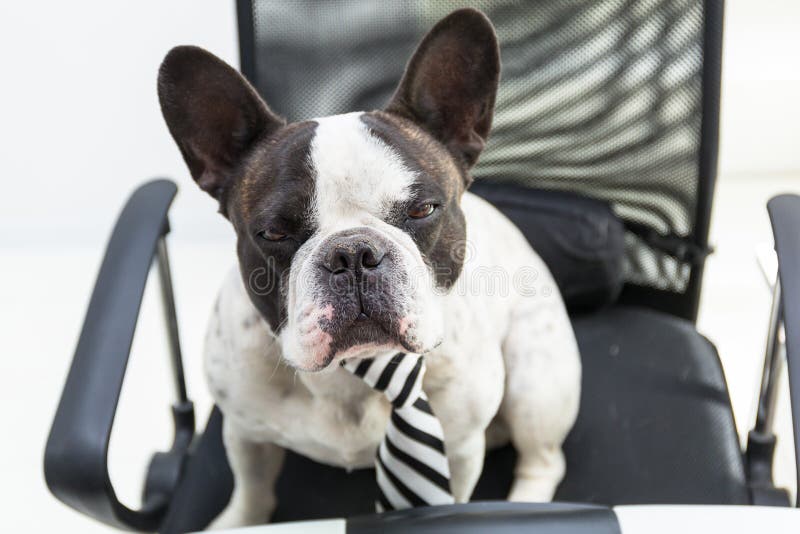 French Bulldog Works on Computer at the Office Stock Image - Image of ...