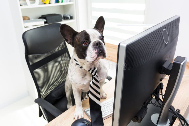 French Bulldog Works on Computer at the Office Stock Image - Image of ...