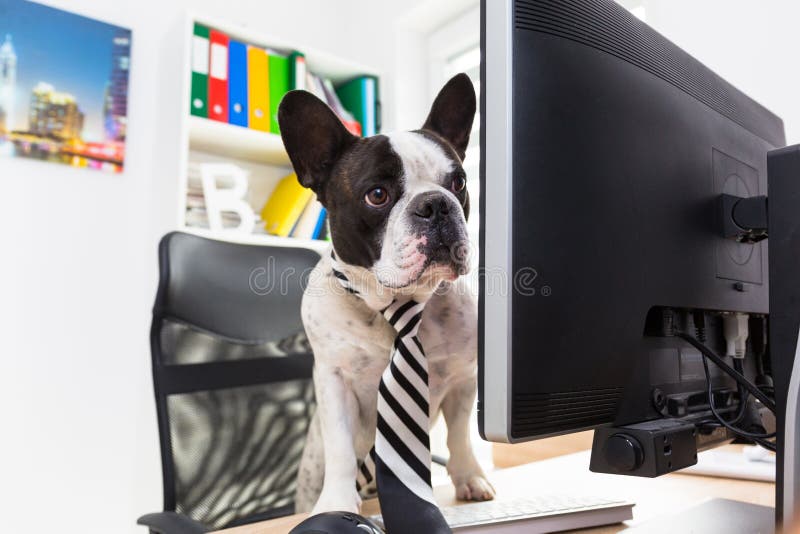 French Bulldog Works on Computer at the Office Stock Image - Image of ...