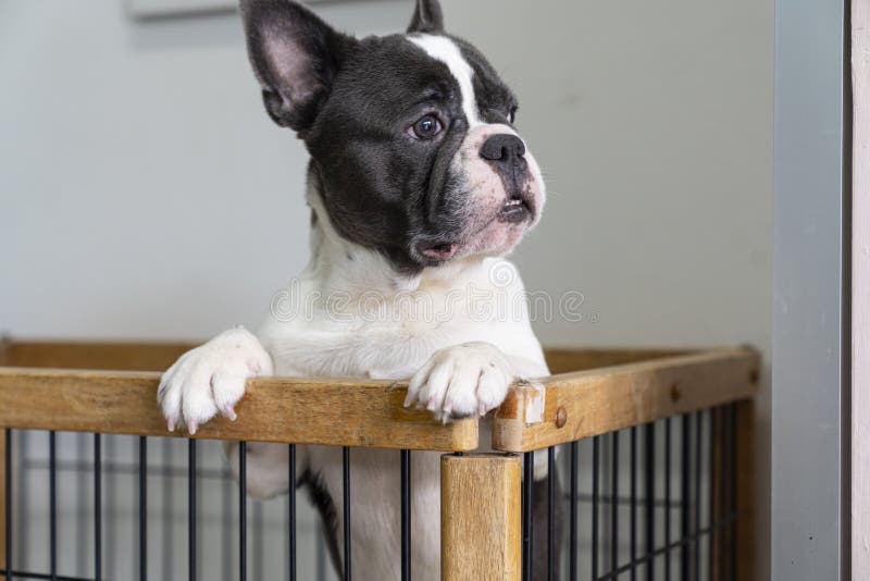 Pug Jail Stock Photos - Free & Royalty-Free Stock Photos from Dreamstime