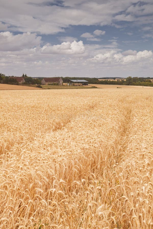 French corn stock image. Image of agricultural, raise - 33301185