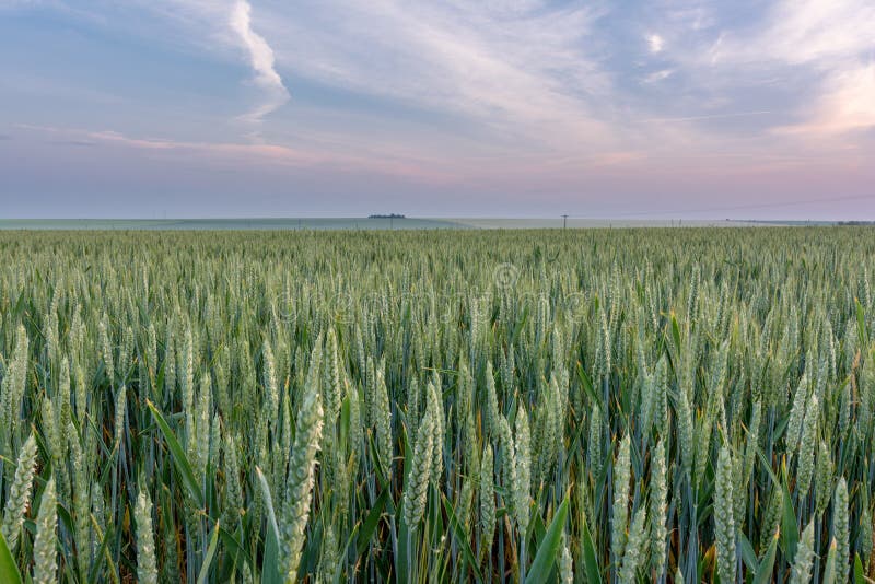 French Countryside - Lorraine Stock Image - Image of farming, lorraine ...