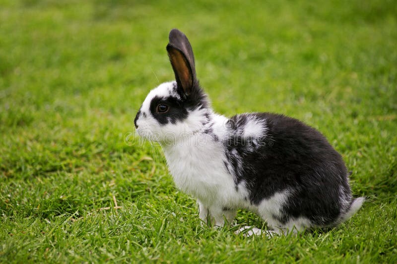French Rabbit Called Geant Papillon Francais, Adult Standing on Grass ...
