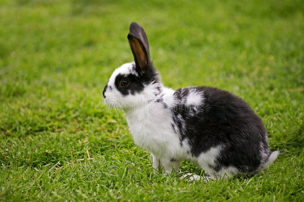 French Domestic Rabbit Called Geant Papillon Francais Stock Image ...
