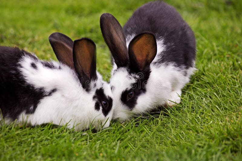 French Rabbit Called Geant Papillon Francais, Adult Standing on Grass ...