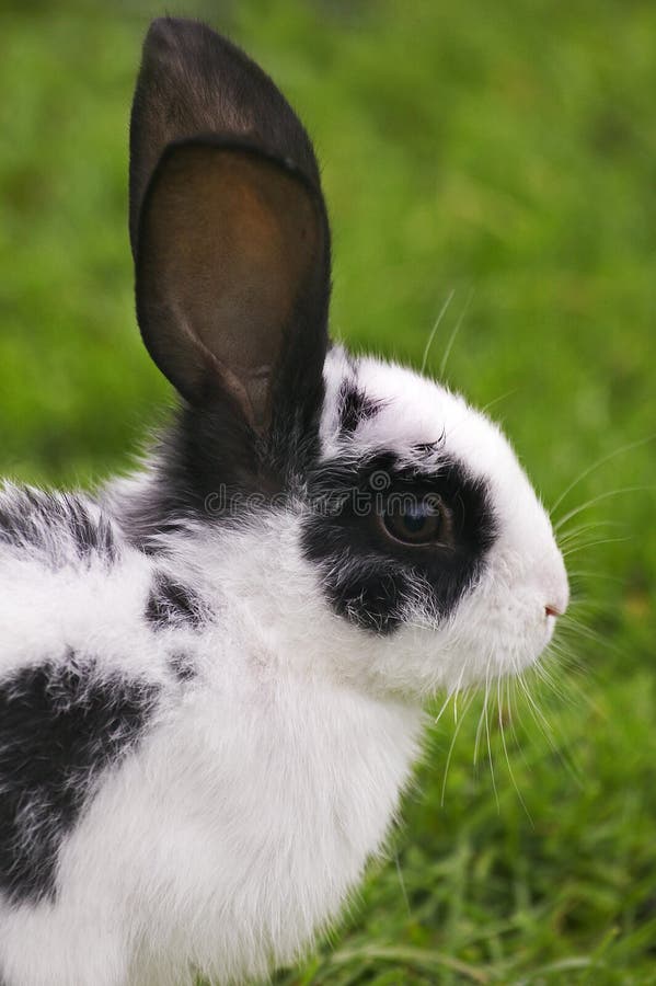 French Rabbit Called Geant Papillon Francais, Adult Standing on Grass ...