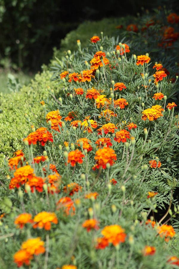 French flowers stock image. Image of forest, patula, floral - 26372629