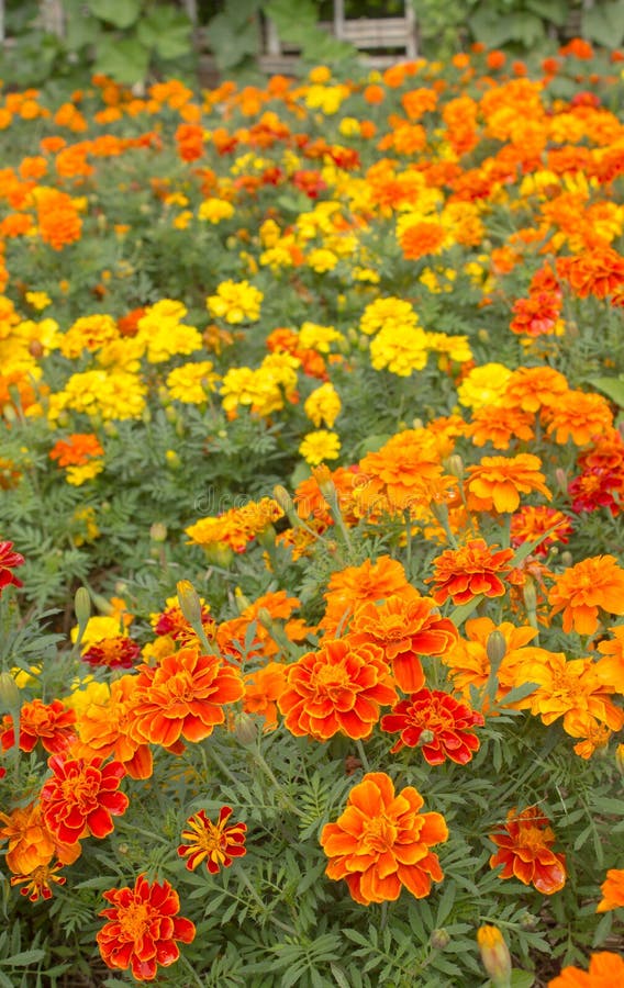 French flowers stock photo. Image of marigold, closeup - 46577164