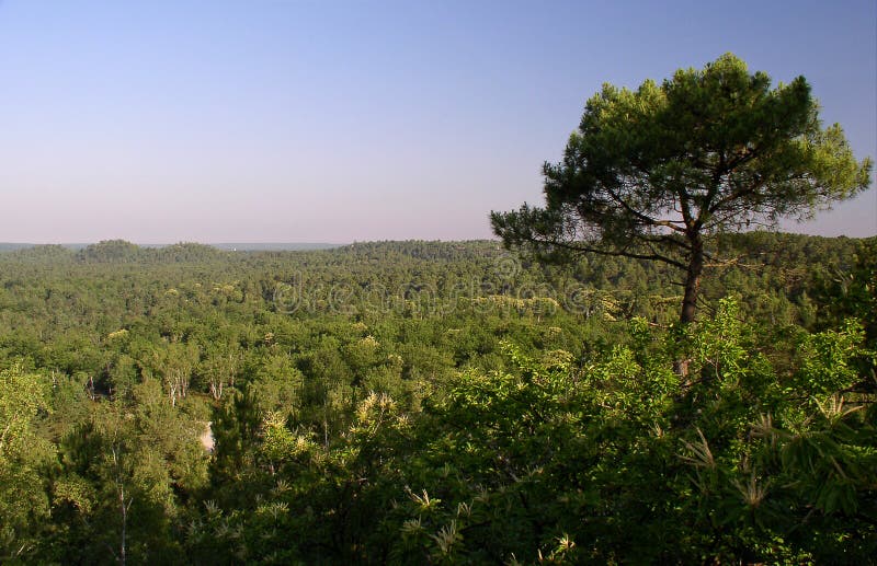 French forest landscape stock image. Image of tree, forest - 3654141