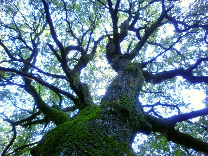 Oak Tree, Strength of the Nature Stock Image - Image of french, forest ...
