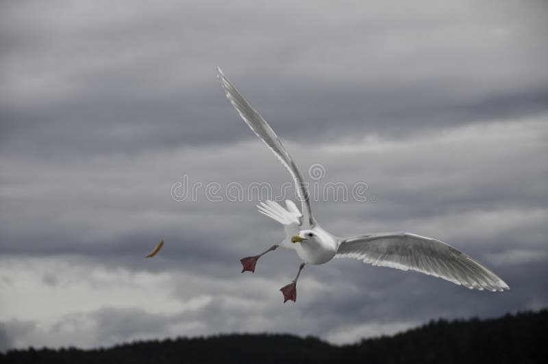French fry and Seagull stock photo. Image of bird, gliding - 13902344