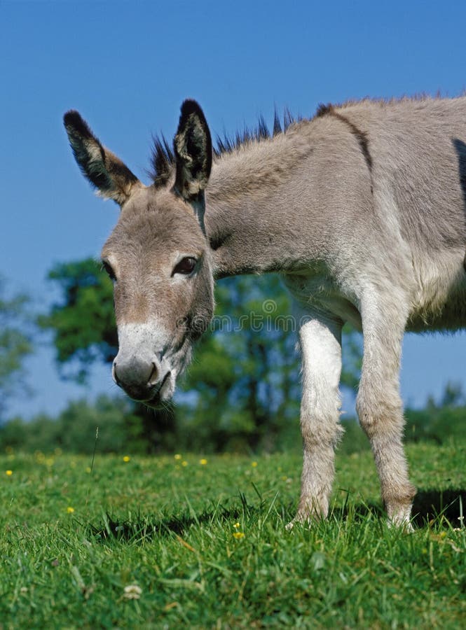 French Grey Donkey, Adult Standing on Grass Stock Image - Image of farm ...