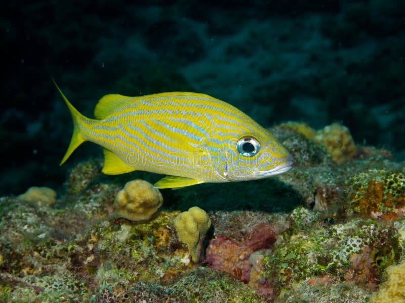 French Grunt, stock photo. Image of fish, flavolineatum - 45348244