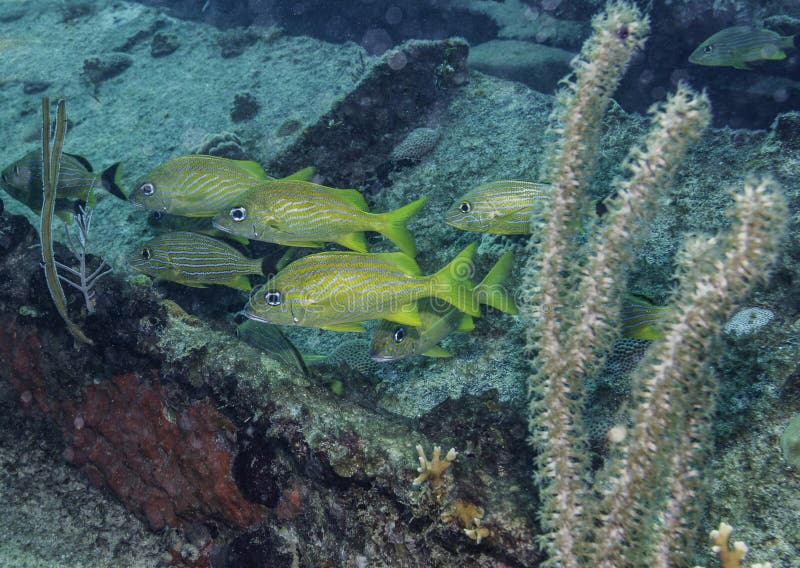 French Grunts. stock photo. Image of french, scuba, tropical - 85731008