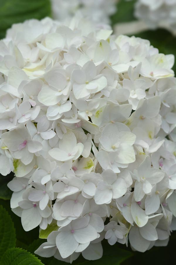 French hydrangea the Bride stock image. Image of flower - 284877437