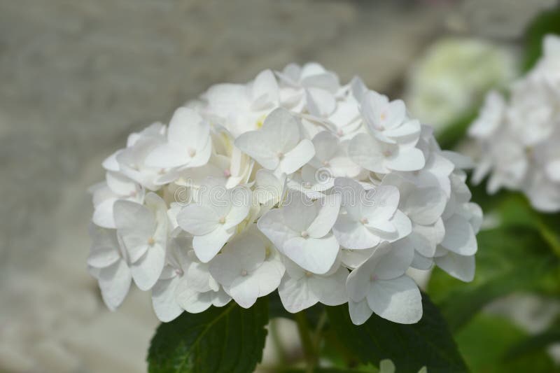 French hydrangea the Bride stock photo. Image of summer - 299074488