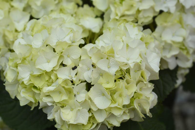 French hydrangea flower stock photo. Image of bloom - 282376094