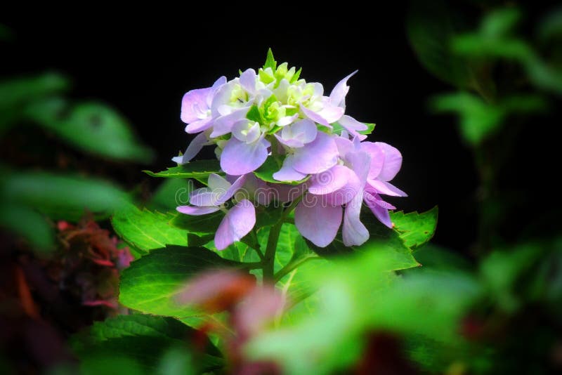 French hydrangea stock image. Image of flower, purple - 221049559