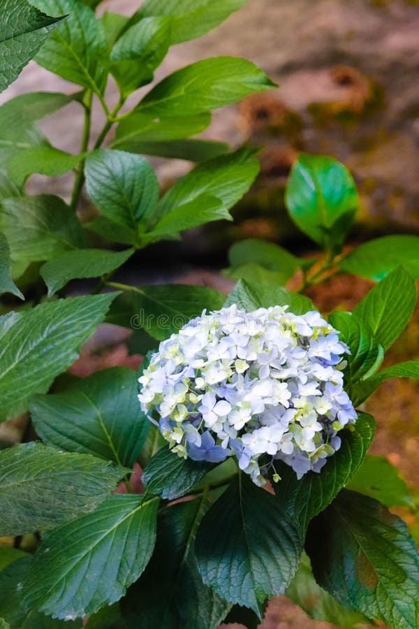 French hydrangea flower stock photo. Image of bloom - 282376094