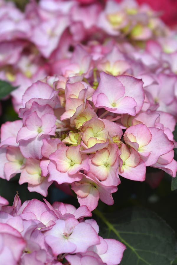 French hydrangea stock photo. Image of french, name - 284383510