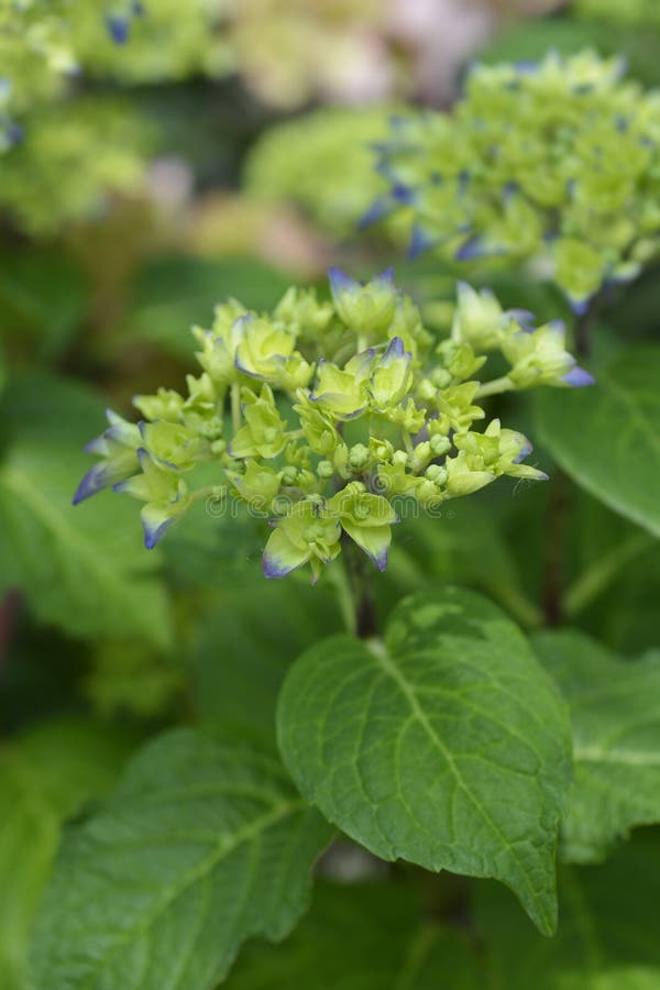 French Hydrangea with Purple Flowers Garden Hedge Stock Image - Image ...